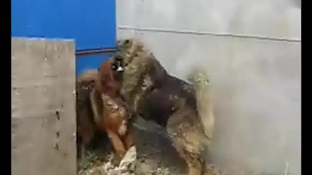 凶猛藏獒vs高加索犬 打架视频