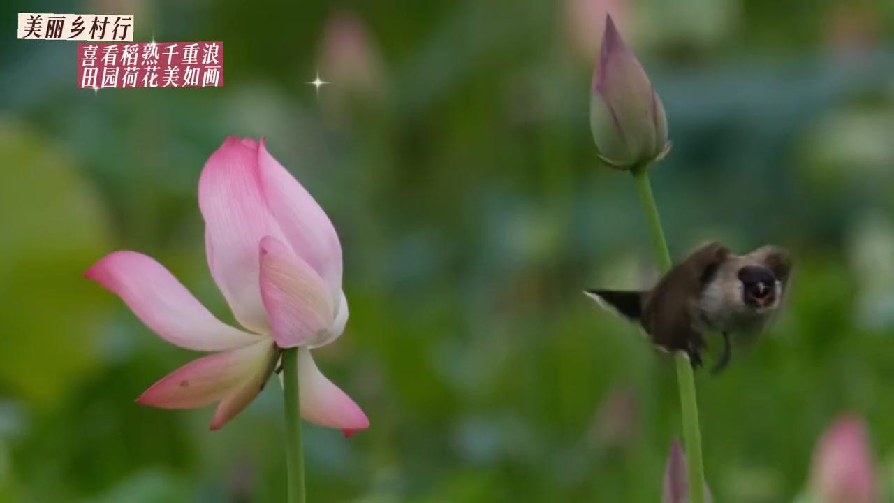 喜看稻熟千重浪,田园荷花美如画,赣州交警直属大队走进辖区沙石镇...