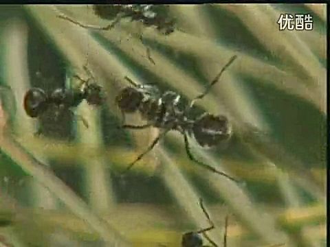 【朗读视频】《作为生物的社会》视频素材(蚂蚁社会)