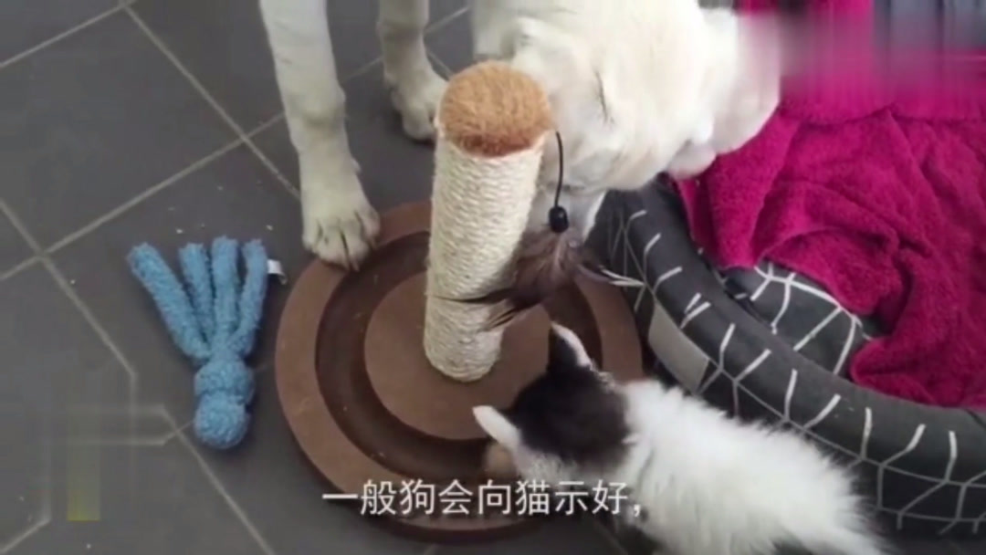 为什么猫狗打架,输的总是狗?看完我陷入了深深的思考!