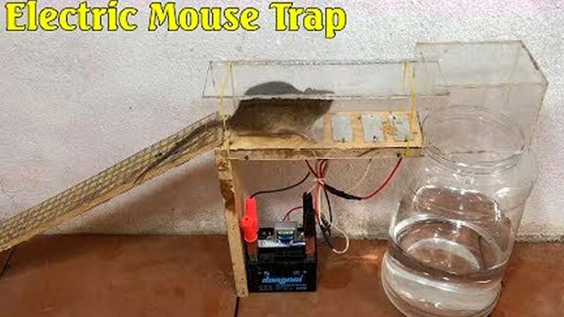 小哥发明电击捕鼠神器,你猜他能成功抓到老鼠吗?