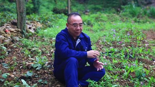 植物界的美白仙子,白芨,大家都认识了吗?
