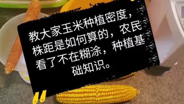 玉米种植知识,教农民算株距,种植密度,农民看了不再迷糊