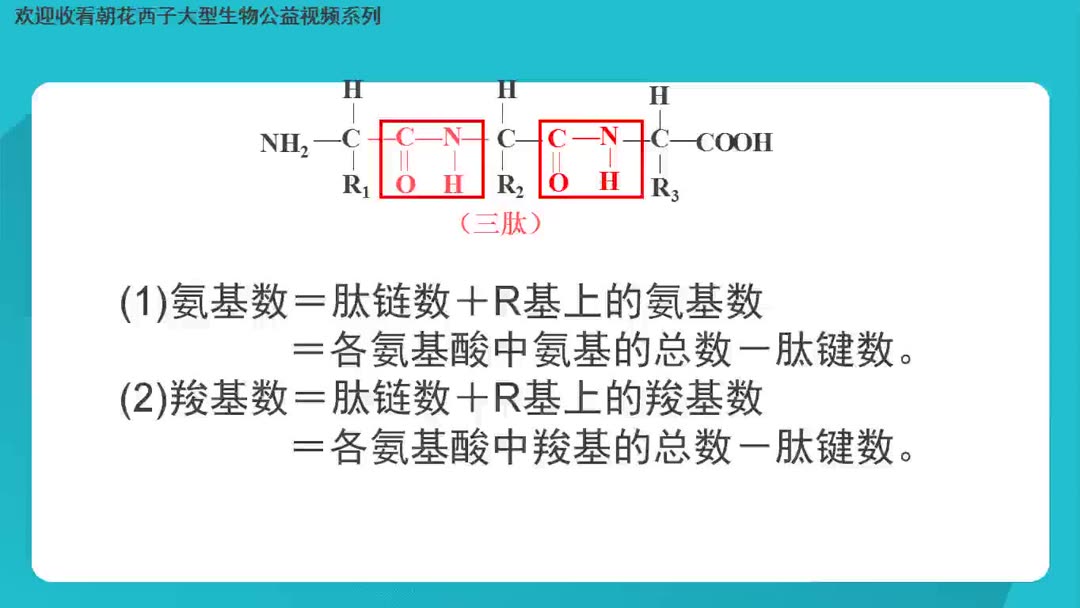 朝花西子 高中生物必修一 蛋白质相关计算中 刘春鸽