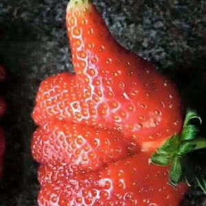 苏卡大林 