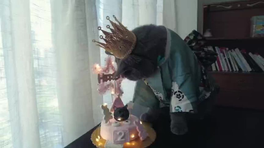 家有萌宠两周岁#萌宠出道计划 #宠物蛋糕 #宠物