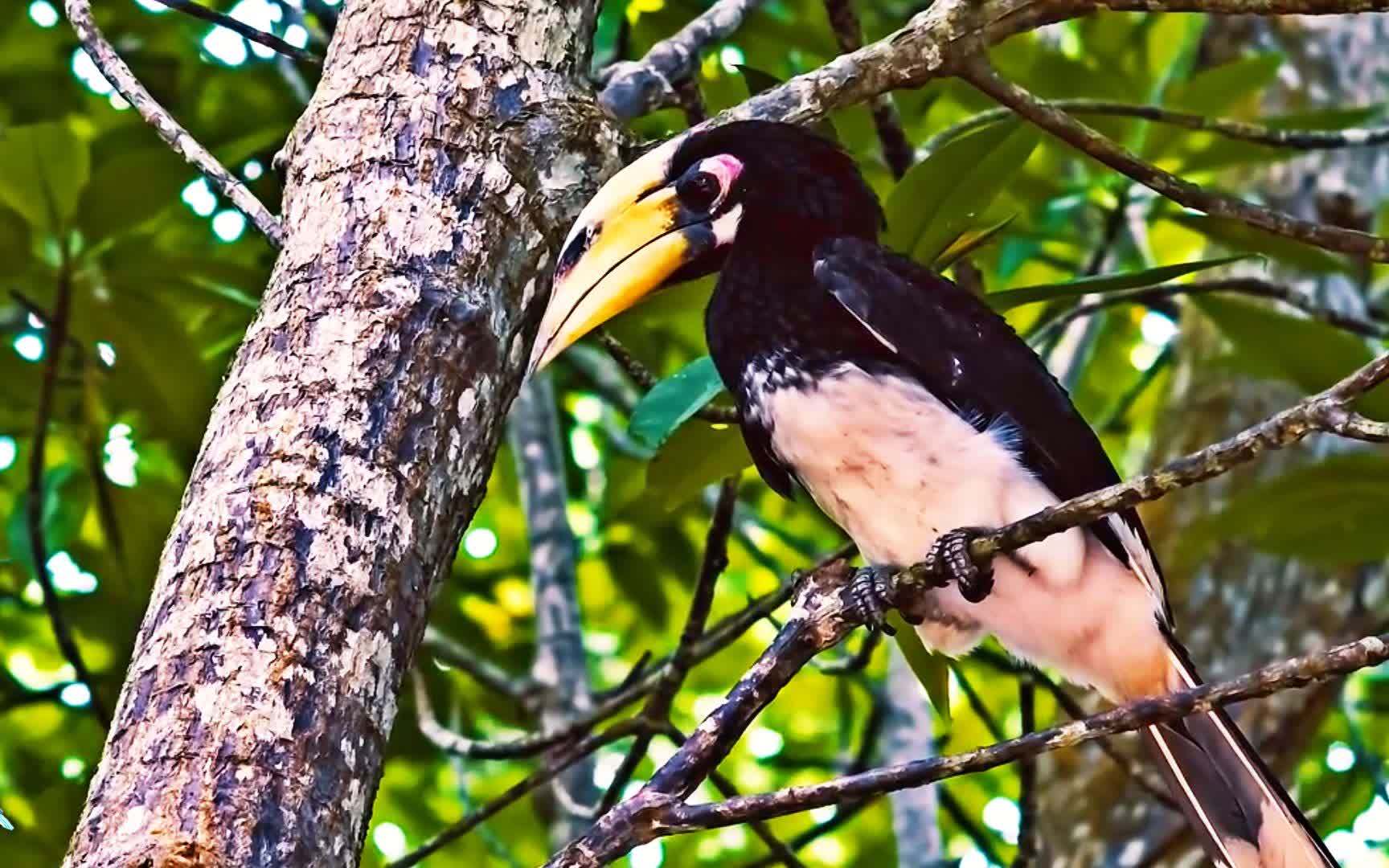 高清拍摄森林中漂亮的鸟(一),漂亮的森林彩鸟,清脆鸟叫声