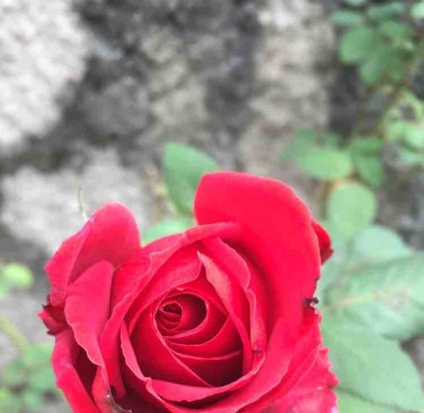 守夜的眼睛木木 