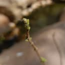 星夜下的幻想ߘ 