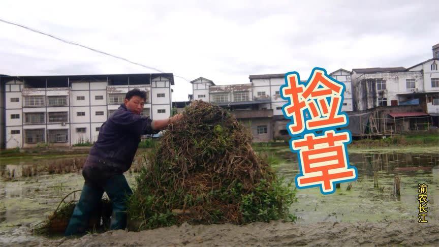 稻田这两种草发展很快,严重影响水稻生长,除草剂都密封不了