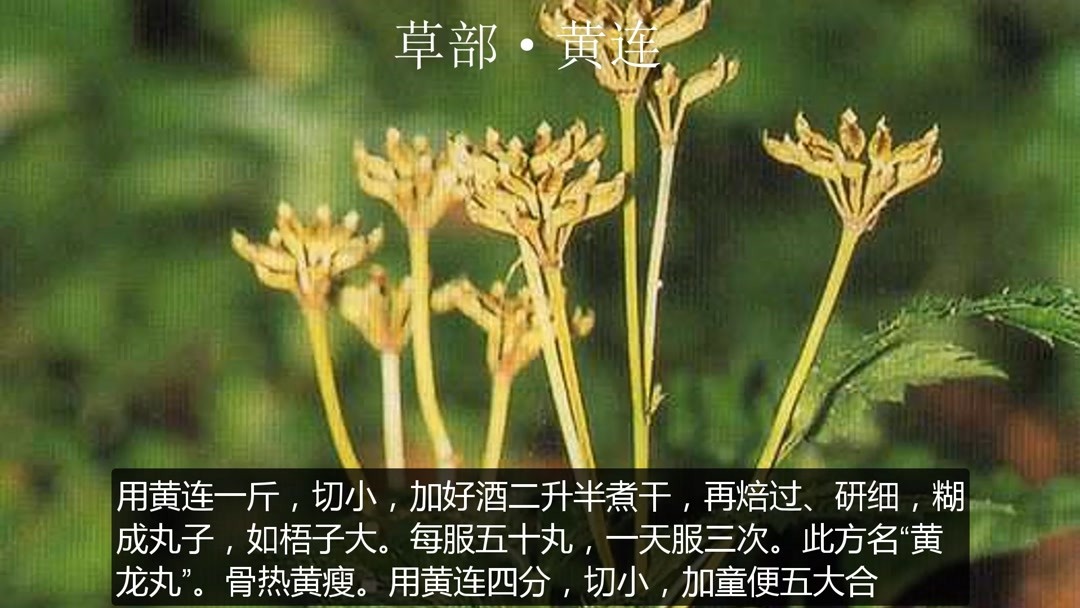黄连的作用你知道吗?