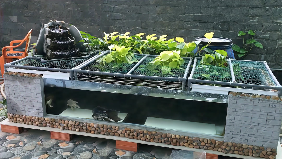 喜欢养鱼,在家自制的鱼池,形成一个生态系统,鱼儿养得很好