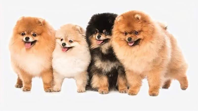 非常适合家养的10种狗,看看你养过吗