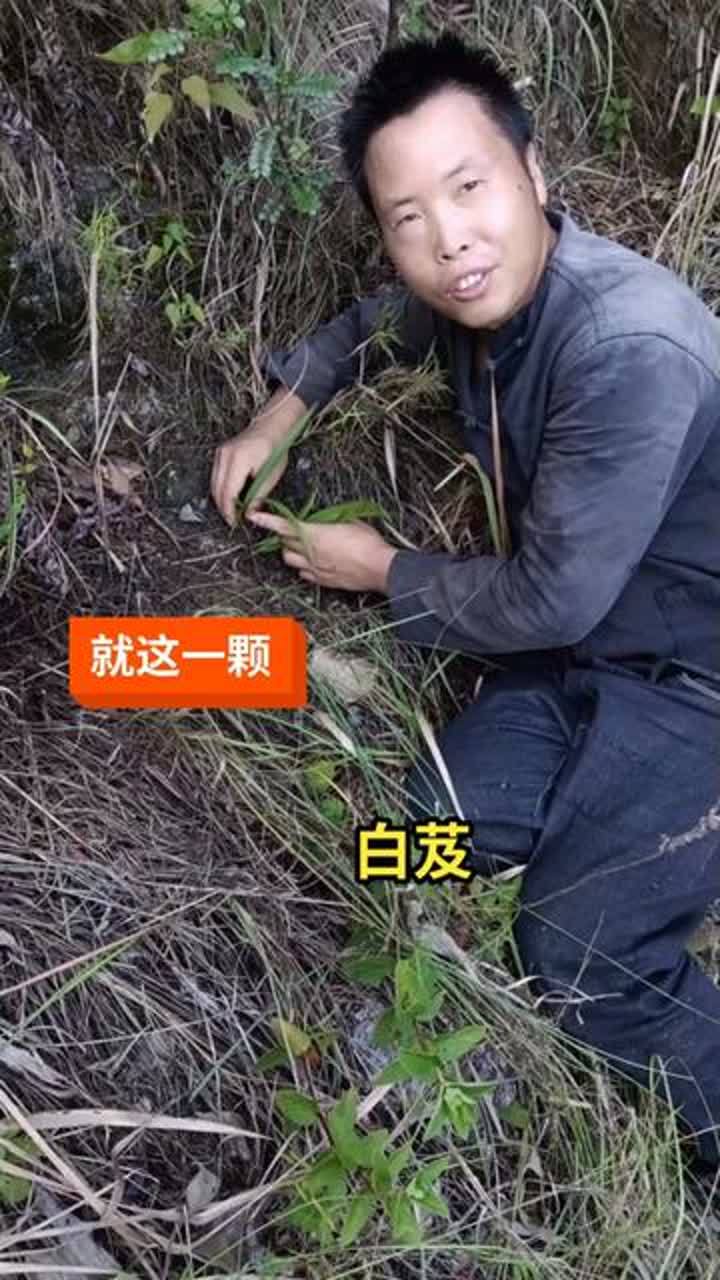 就这么一颗白芨记录真实生活三农中药材