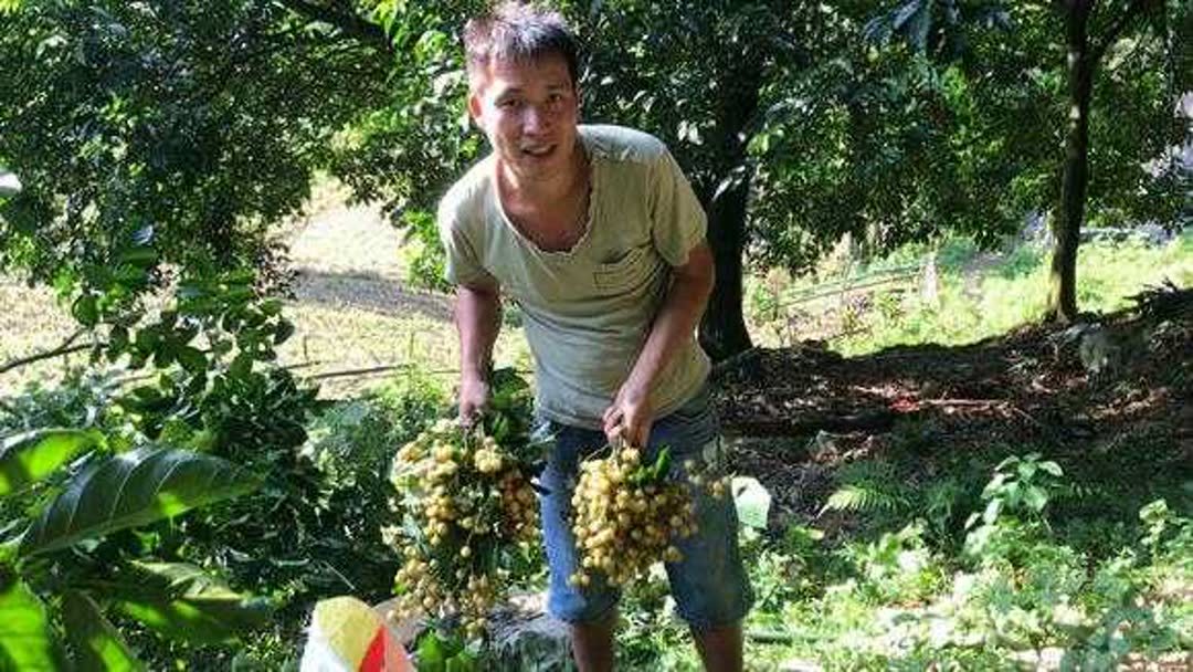 小海去朋友家哪里风景优美、世外桃源、山边的黄皮果树好甜