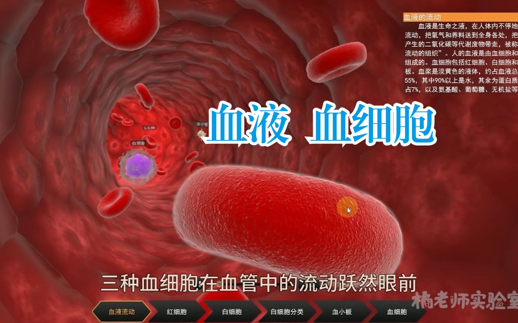 橘老师课堂第887期【初中生物】血液的流动