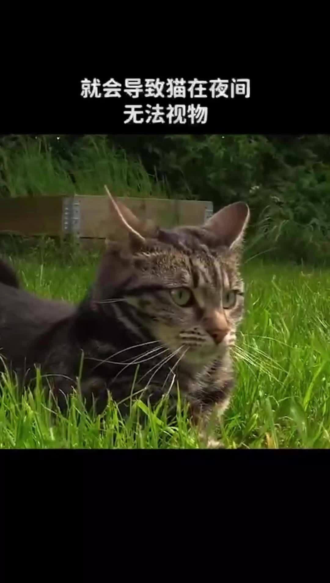 老鼠和猫究竟有什么过节?