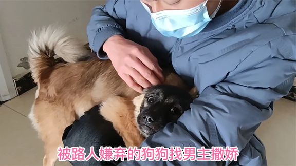 狗狗遭路人嫌弃,内心受伤,委屈的像孩子一样躲男主怀里撒娇!
