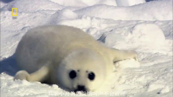 超萌小海豹冰上成长记-绝对没有北极熊
