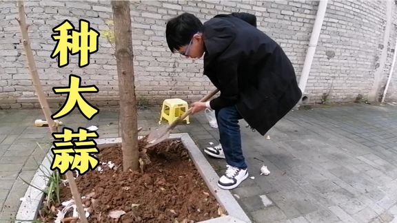 外卖老公种大蒜,说了句啥,媳妇惊吓不已!