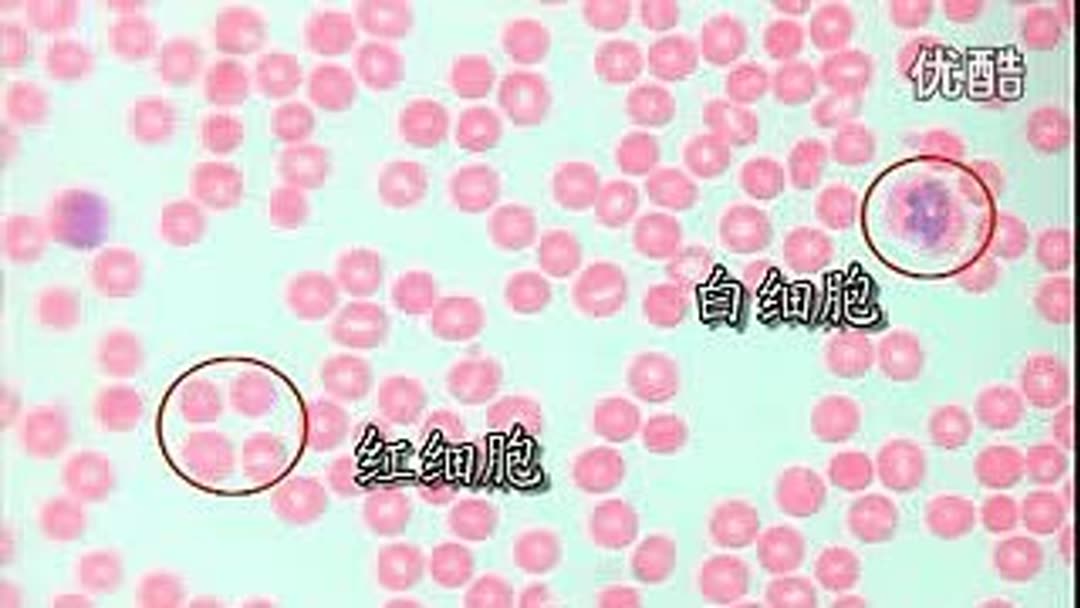 生物实验二:用显微镜观察人血涂片