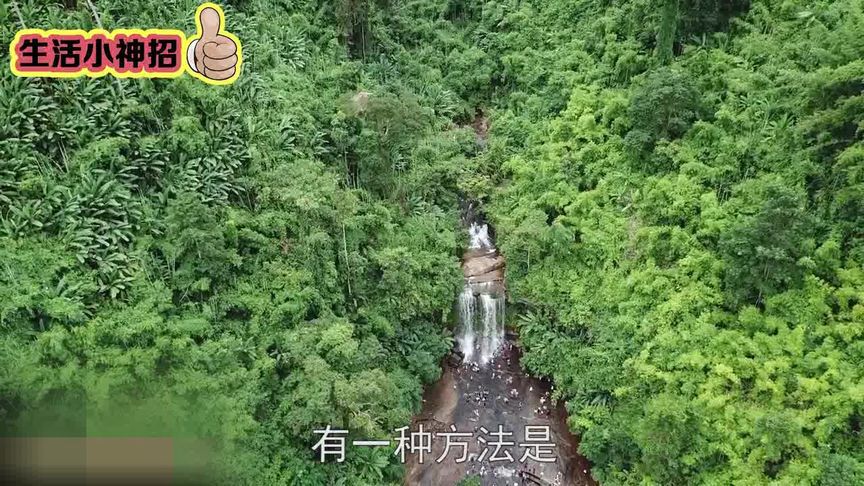 如果你掉进原始森林中,没有刀怎样生存呢?小编教一招天然伐树法