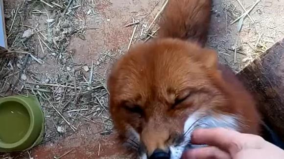 家里的小狐狸,一见到主人,竟作出了这样的动作