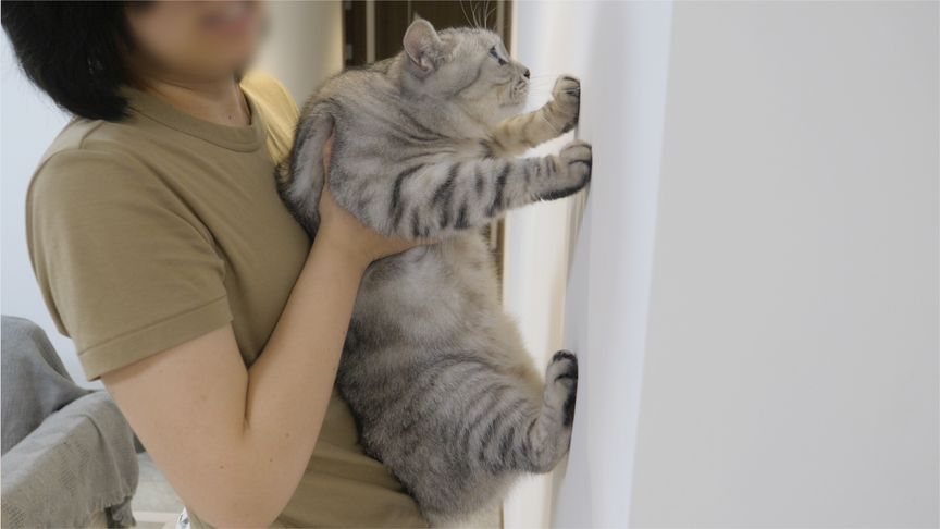 “撞墙”能测试猫咪智商?主人抱4只猫挨个测,没想到真的超准!