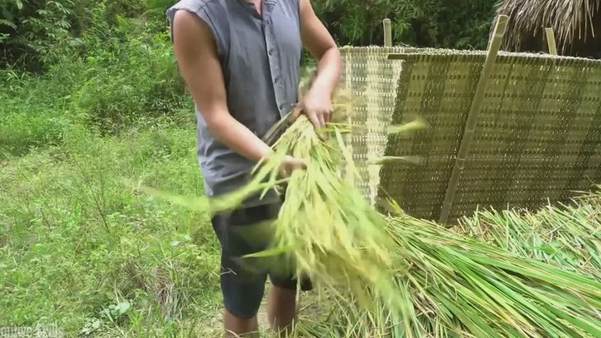 原始技能 - 如何用原始工具快速收获水稻第,第四部