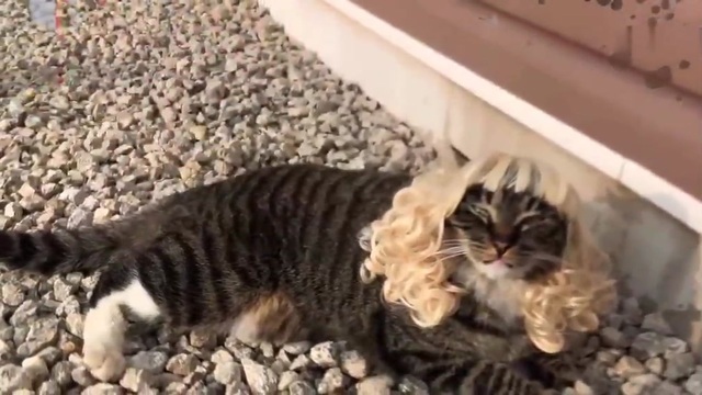 橘猫疯狂使用挖掘术,疯狂刨坑的样子太逗了