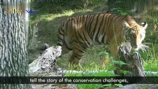 美国纽约市布朗克斯动物园一头母虎对新型冠状病毒测试呈阳性