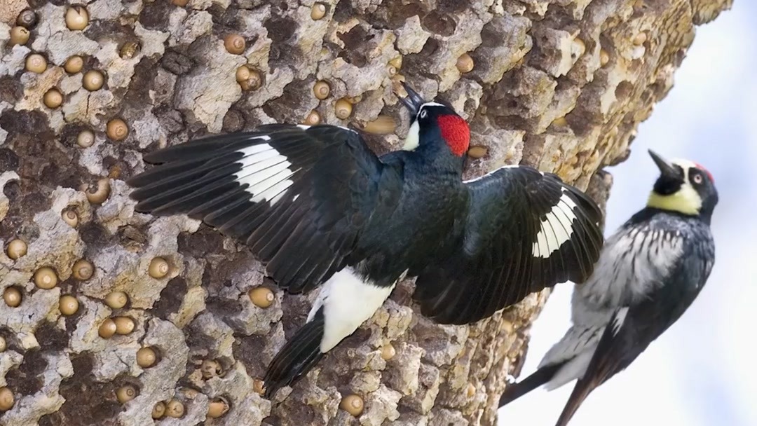 “鸟设”崩塌?啄木鸟将树木啄得千疮百孔,根本不是为了捉虫!