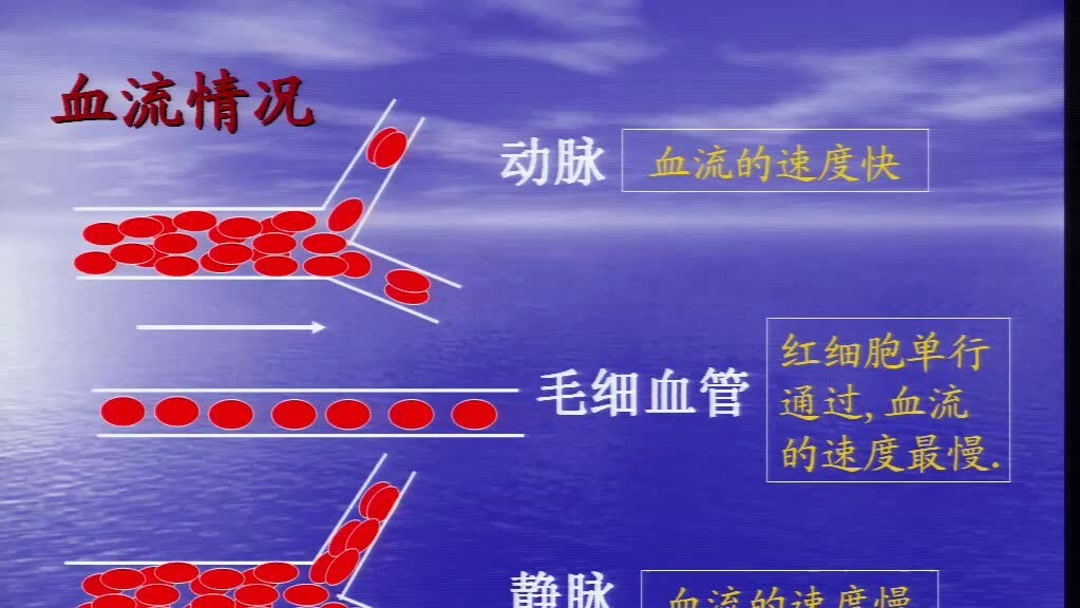 血流的管道微课.mp4