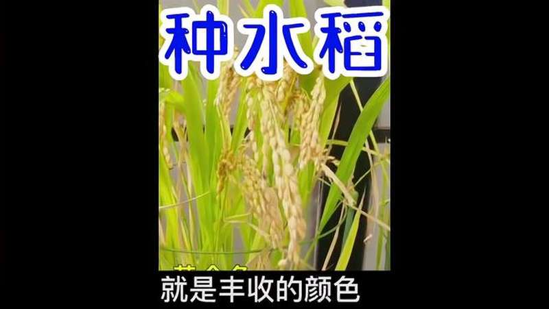 超市购买的大米,在家种水稻,能成功吗,多久能丰收#家庭种植