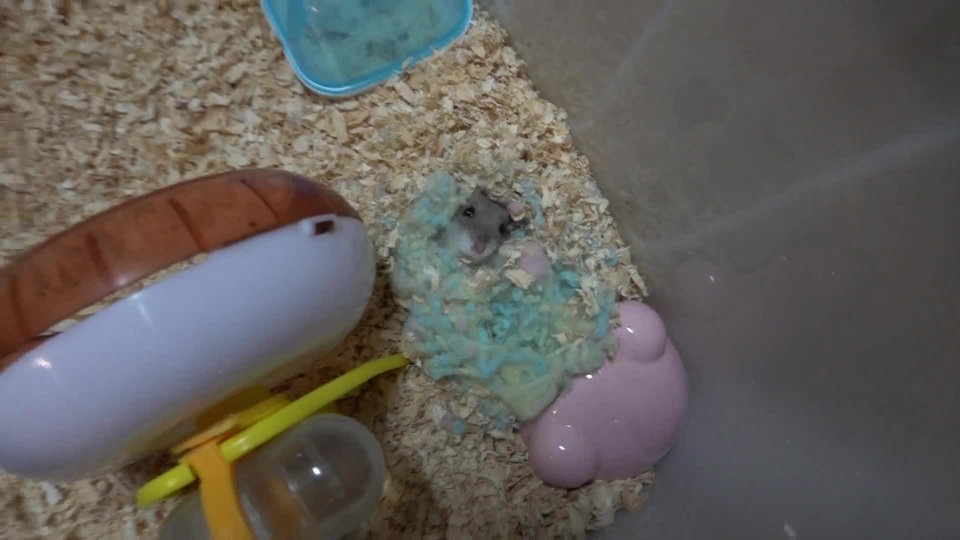 小鼠观察日记Day1-191223