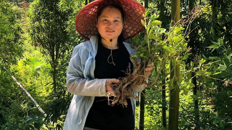 山里的野生土人参用它来煲汤,具有补中益气的功效,味道好极了