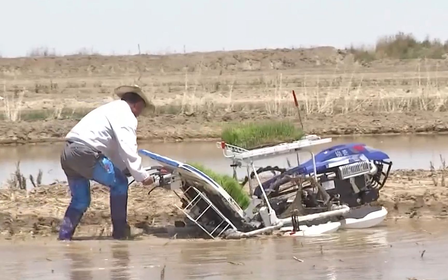 袁隆平团队在柴达木盐碱地试种海水稻