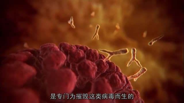 看人体内强大的免疫细胞与病毒的战争