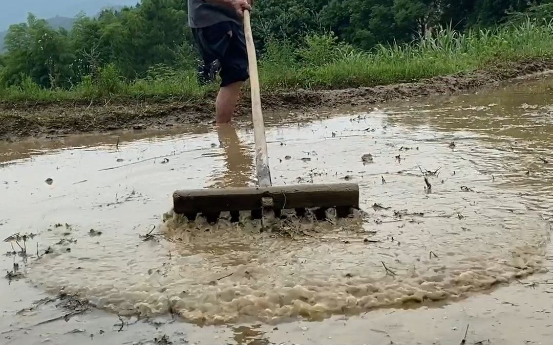 水稻从播种到种植的全过程。
