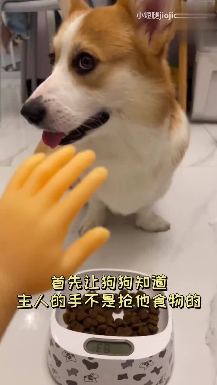 如果狗狗护食,该如何改善主人呢?