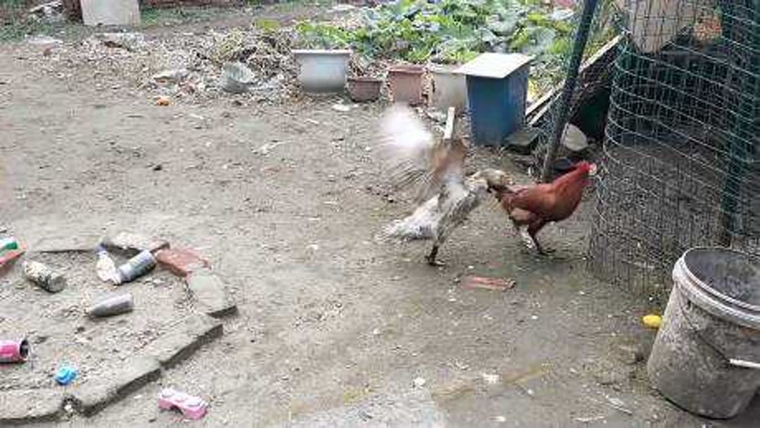 这只鸭子把鸡欺负惨了