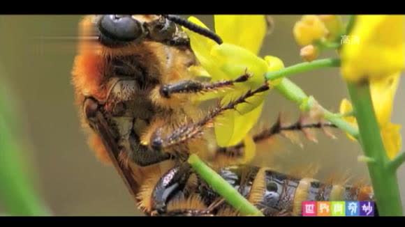 蜜蜂发现蜜源时,通过什么方式传达给其它蜜蜂?一起来看看吧