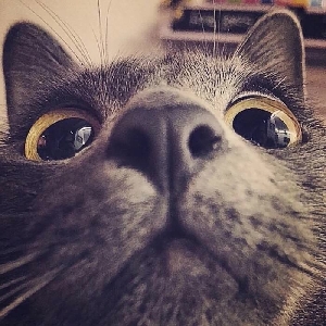 妖猫不会转 