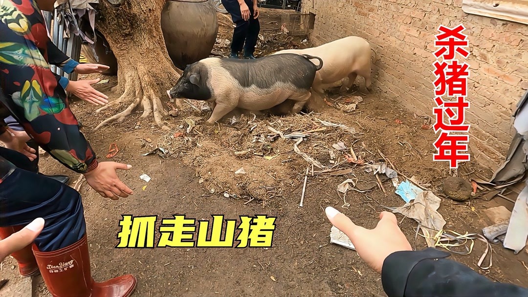 农村杀猪过年,150斤的土猪五个壮汉抓不住,头回见这搞笑的场面