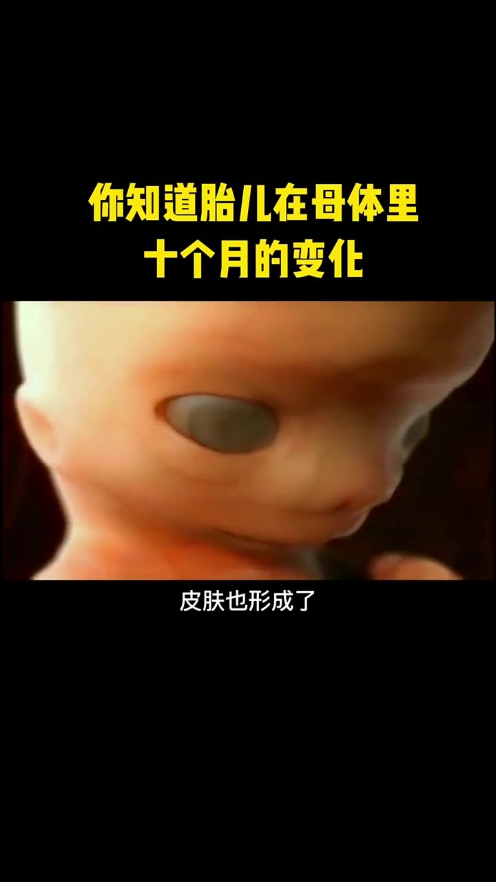 胎儿在母体十个月变化