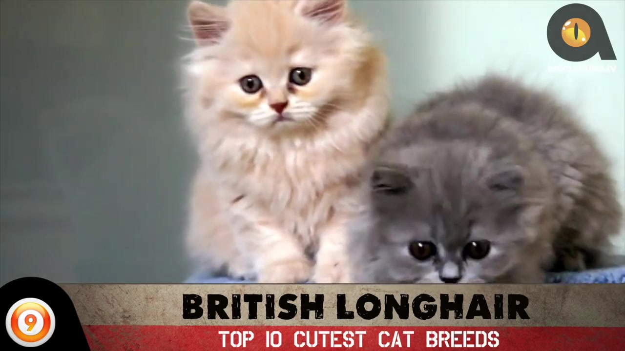【搬运】10 大最可爱猫猫排名