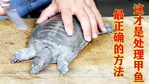 这才是处理团鱼最正确的方法,酒店大厨全程演示,先收藏了