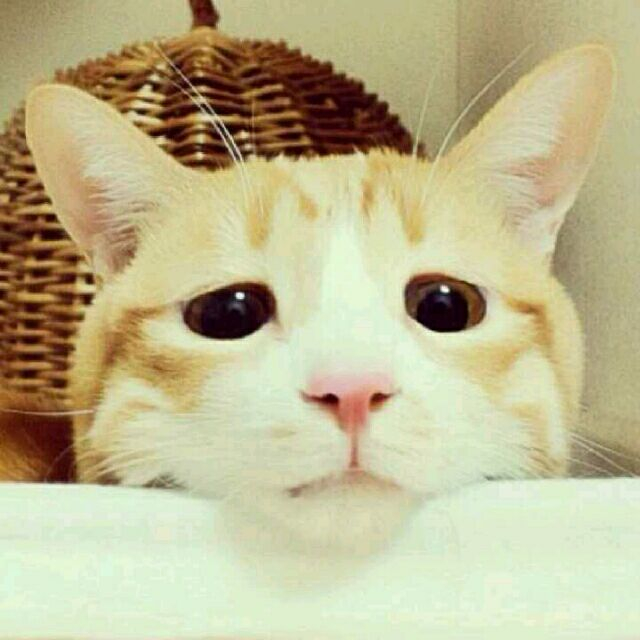 人畜无害小托比 