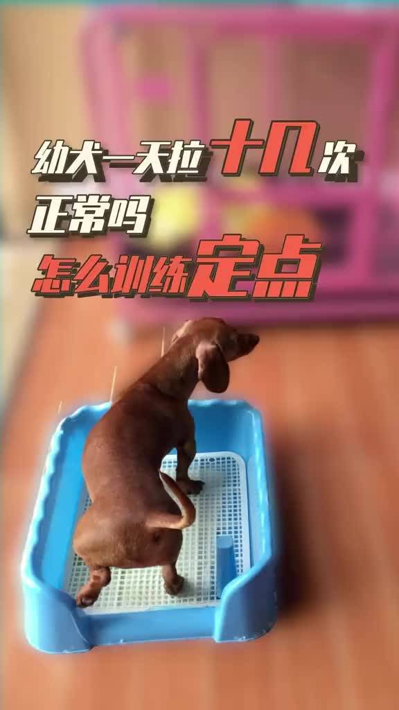 幼犬一天大小便10几次正常吗?怎么训练定点大小便?