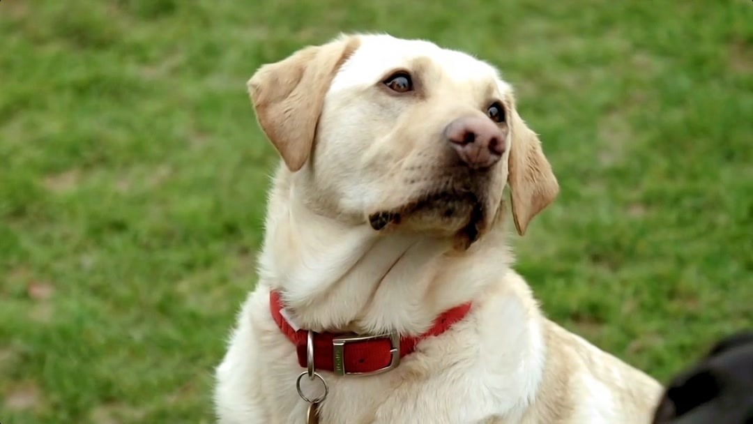 狗能“嗅”出新冠病毒?英国计划训练医疗犬 筛查新冠感染者